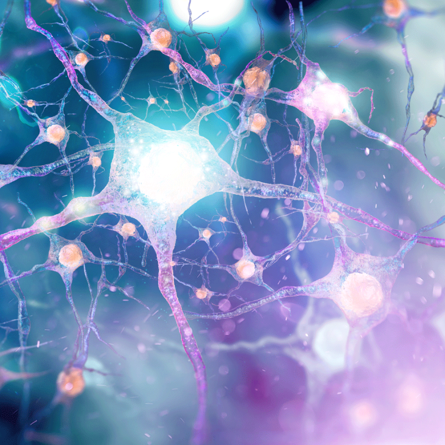 Conditions and support | Neurological Foundation