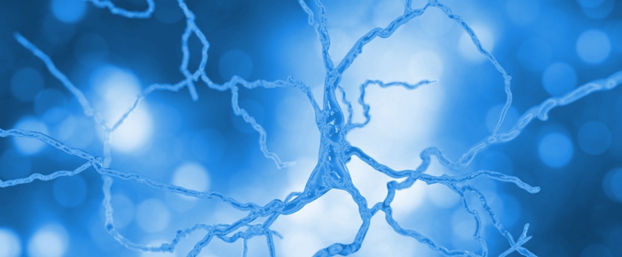 Neurological Foundation Council | Neurological Foundation